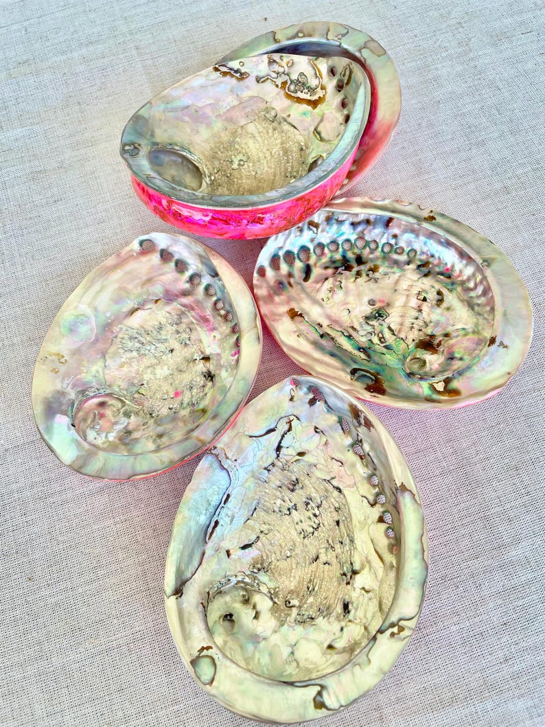 Polished Hot Pink Abalone Shell - Iridescent Coastal Decor (5.5-6