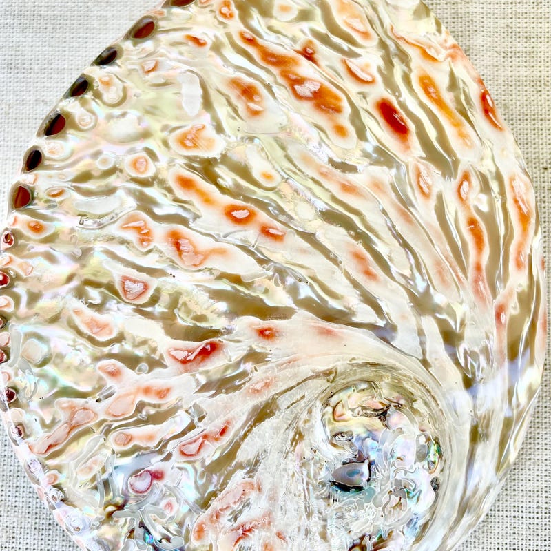 Abalone Seashell Dish - Etsy