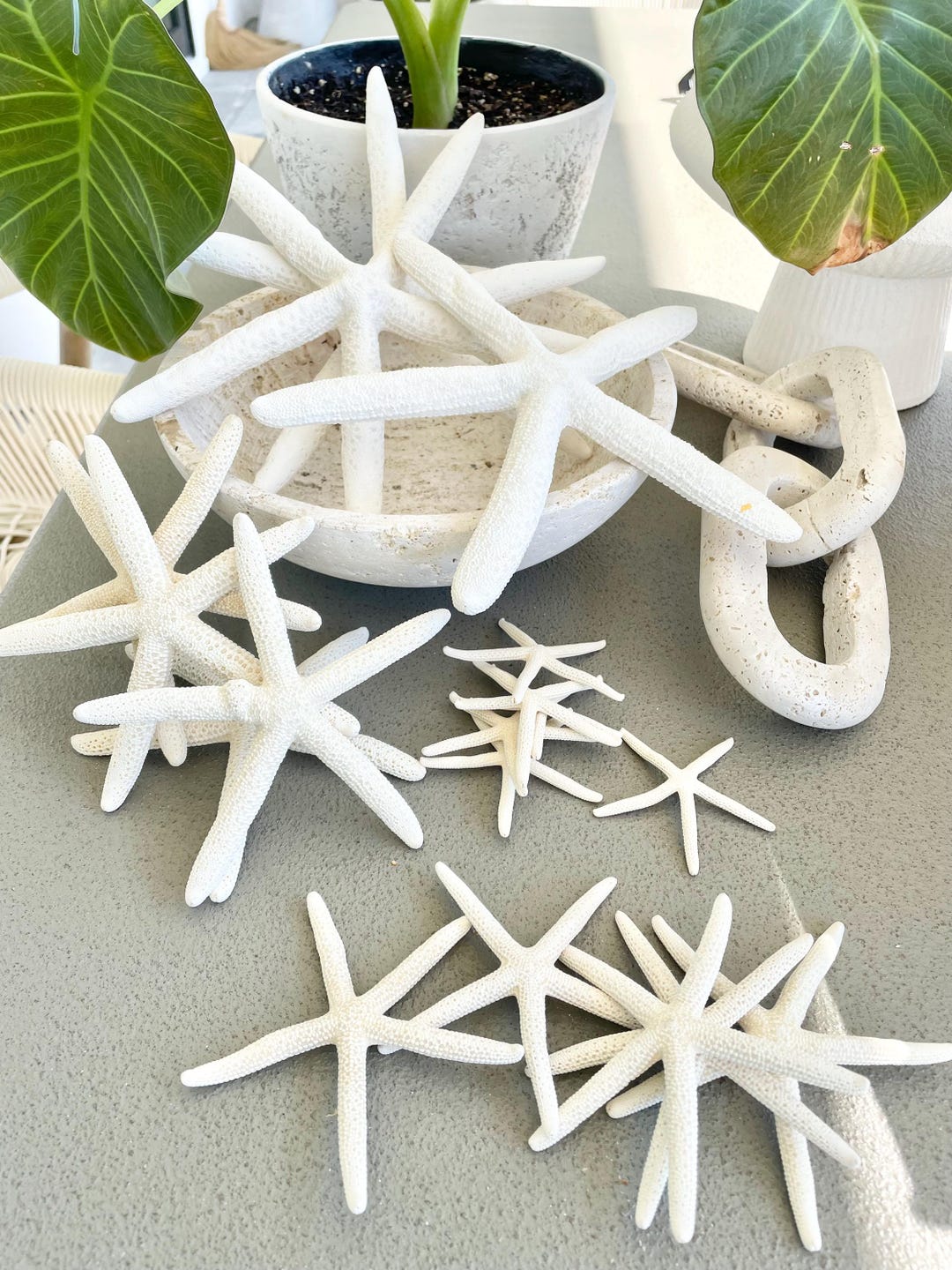 100% Real White Pencil Finger Starfish ALL SIZES Crafts & Coastal Décor ...