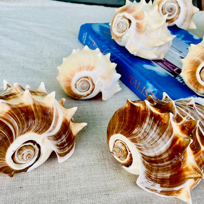 Shell Crown - Etsy