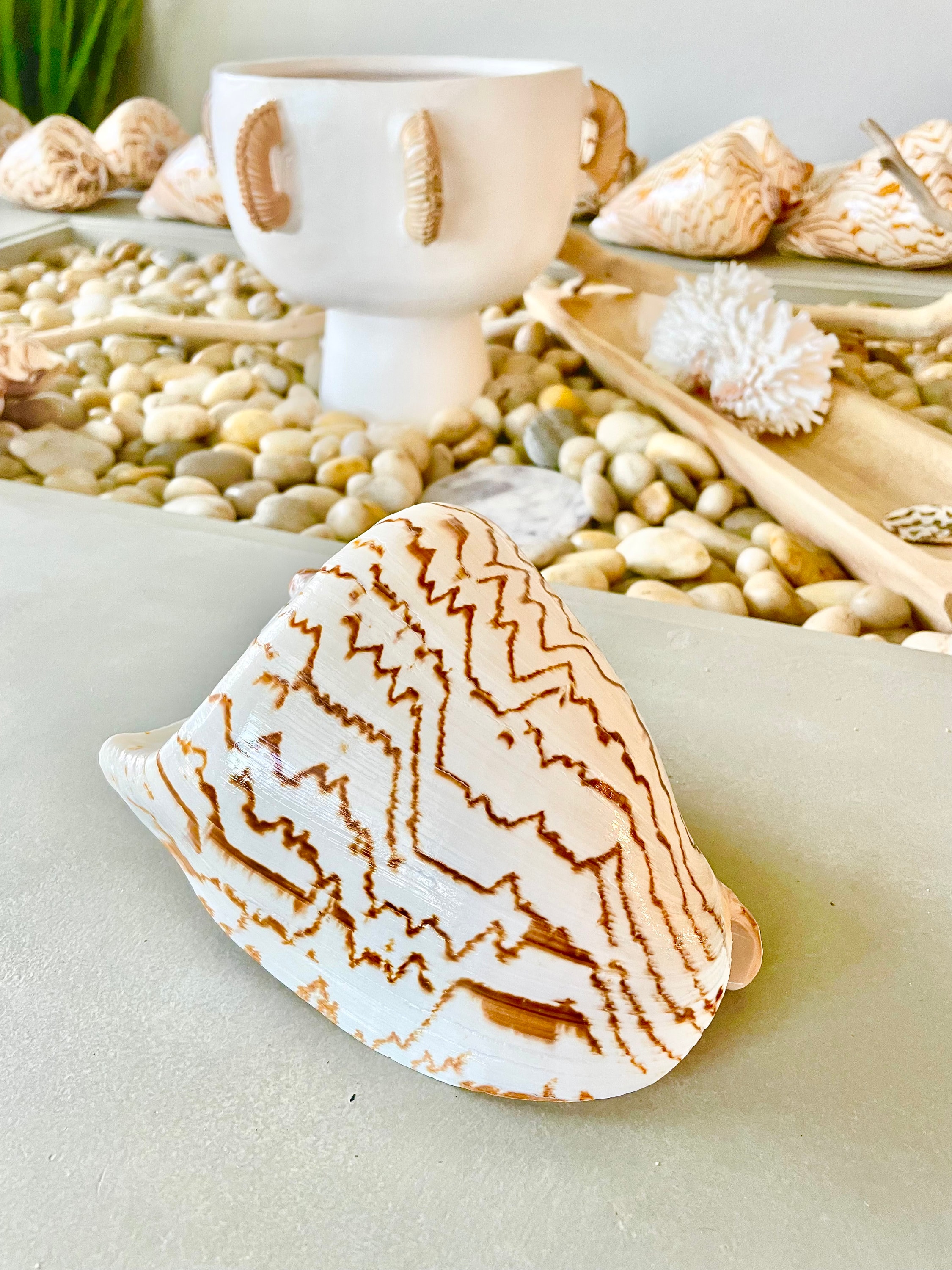STRIPED NOBLE VOLUTE Shell *all Sizes* Natural Polished Beige Brown ...