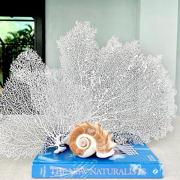 Sea Fan Wall Art - Etsy