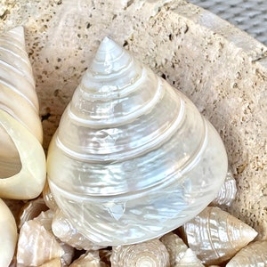 100% Authentic Seashell Shiny Polished Pearlized Pyramid Trochus Top ...