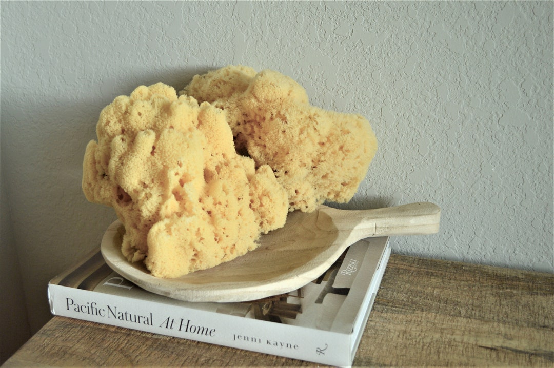 SPA BATH READY 6-7" Hand Held Sea Sponge Natural Cosmetic Cleaned ...