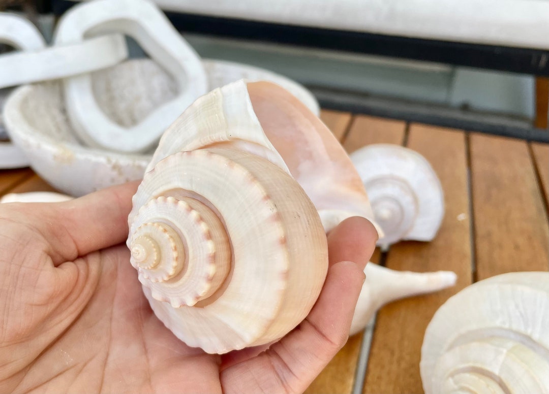 Channel Whelk Conch Sea Shell Large 6-7" Seashell Beach Nautical Home ...