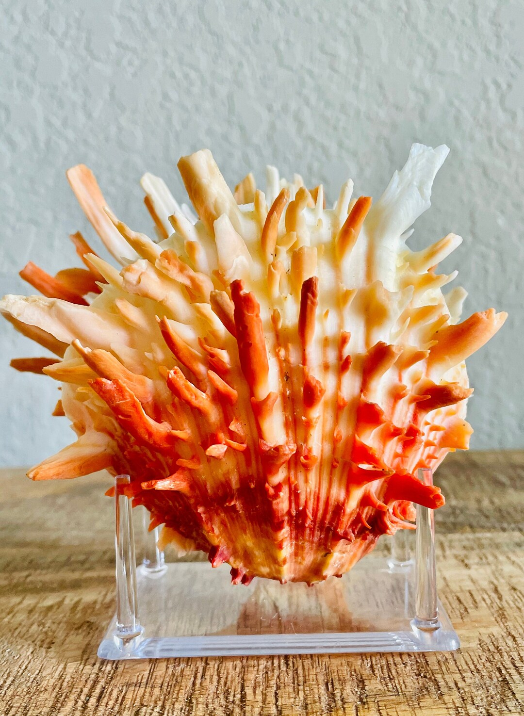 Clear Lucite Acrylic Display Stand 3.5x2.5x1.5 for Mounting Seashells ...