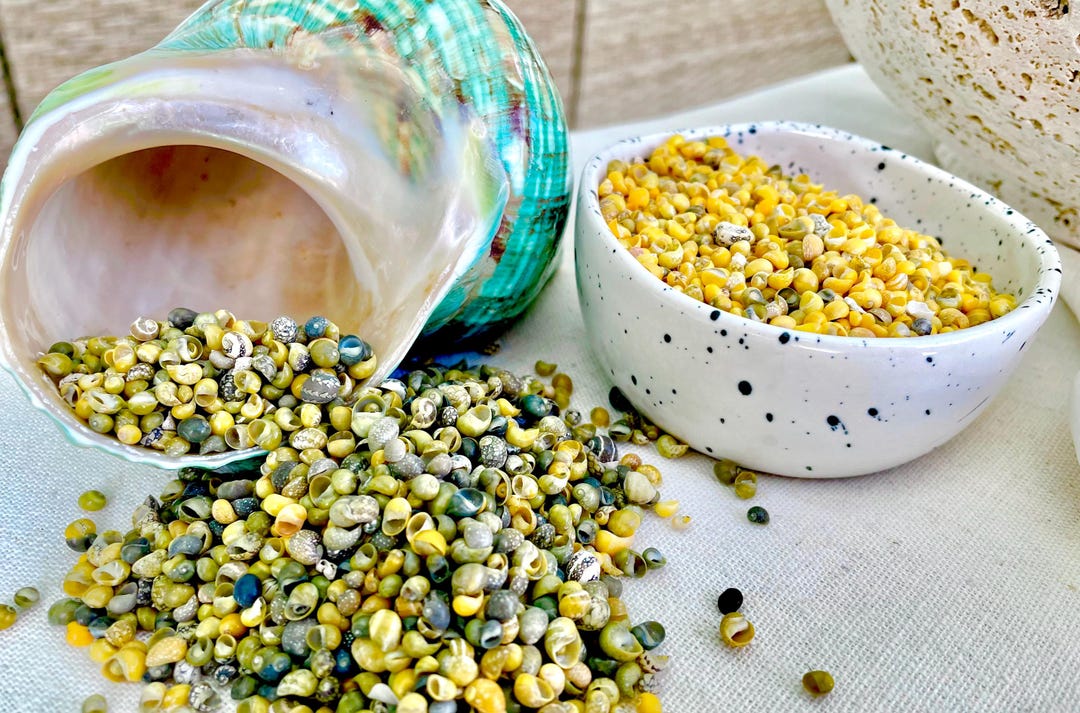 Tiny 1/4" Mongo Littorina Seashells YOU PICK Green or Yellow 4 and 8oz ...