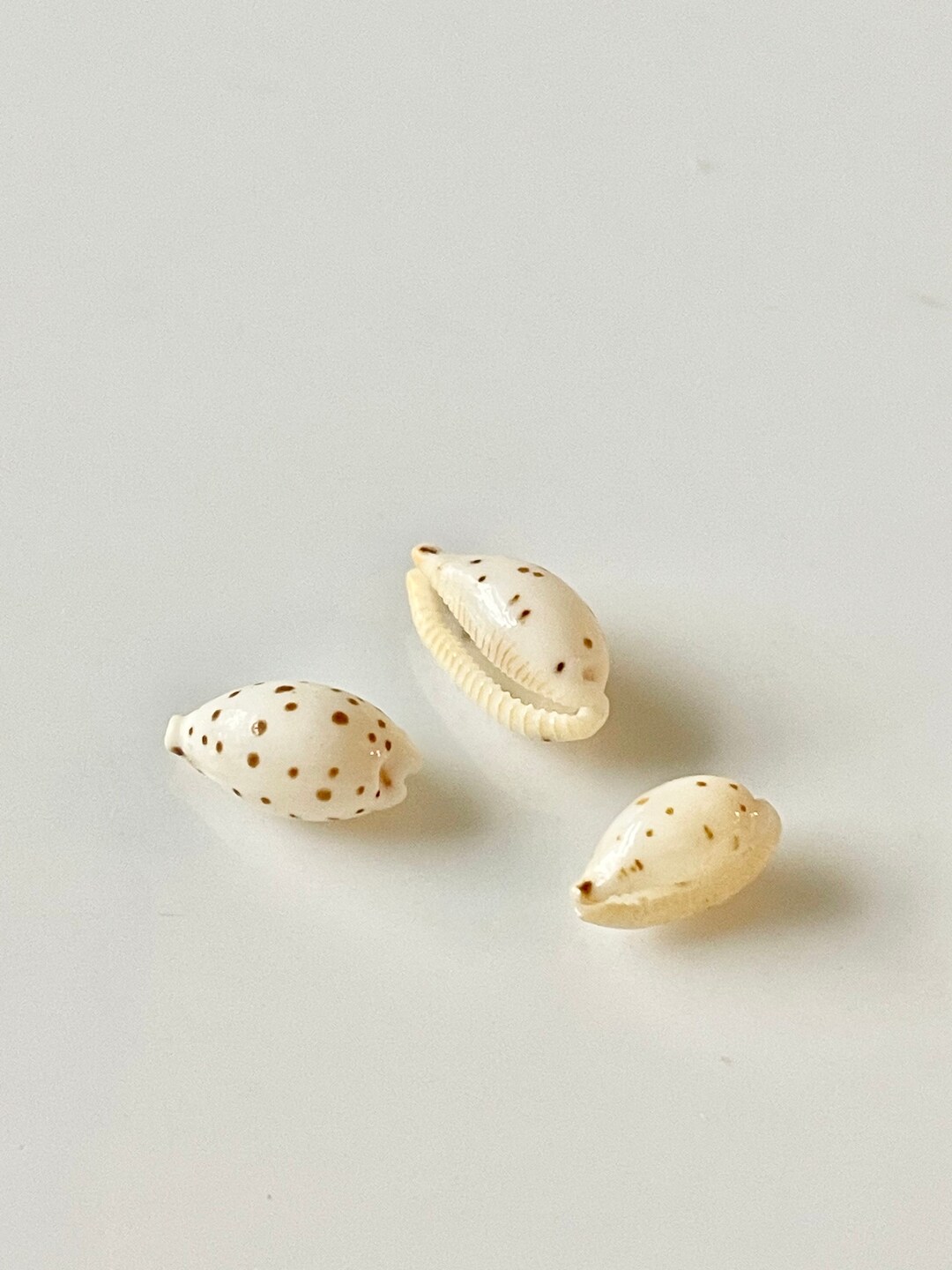 Rare Cypraea Punctata Spotted Cowrie Display Shell 10mm-14mm. 3/8"-1/2 ...