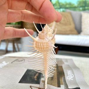 100% Real Large 1-6" You Pick Size Spikey Murex Pectin Venus Comb ...