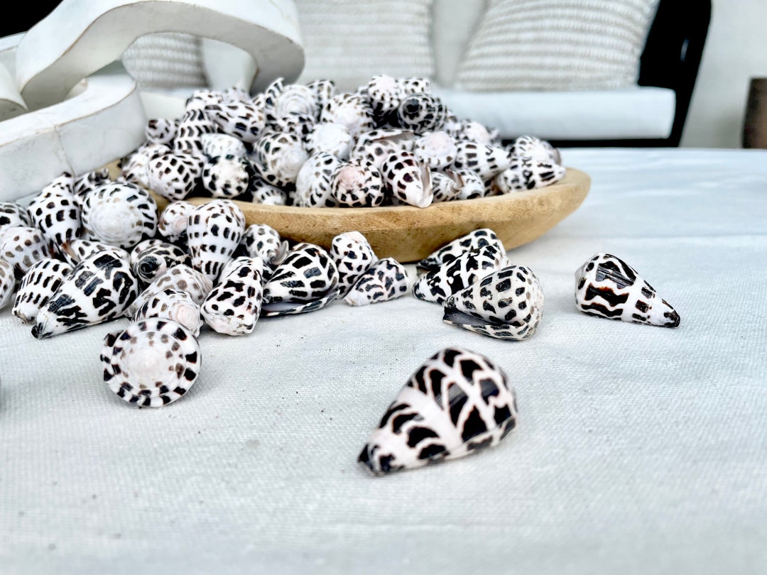 Hebrew Cone Shells 1-1.5" Large Conus Ebraeus Cone Shells, Black White ...