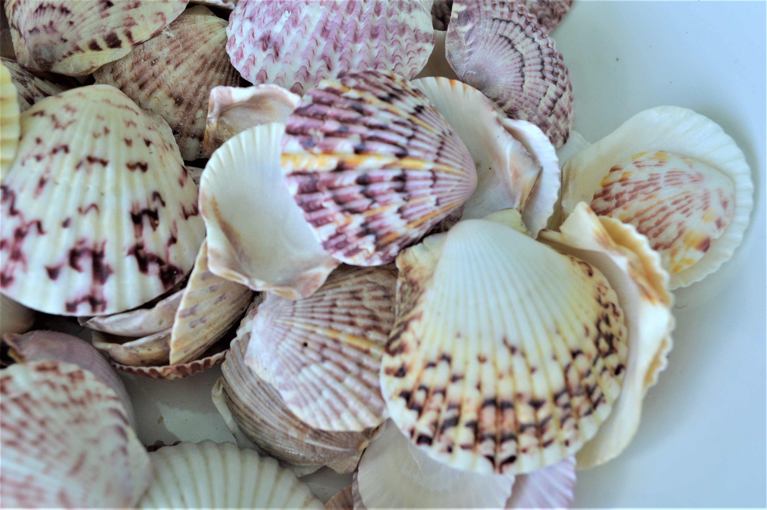 50-100pc. Colorful Calico Scallop Seashells Wedding Beach - Etsy