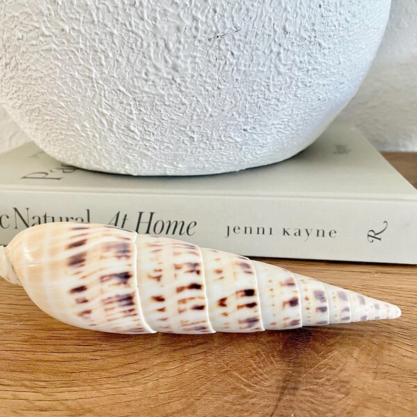 Large Seashell Wall Art - Etsy