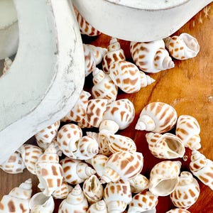 1-1.5 Babylonia Areolata Spotted Seashells YOU PICK QUANTITY Small ...