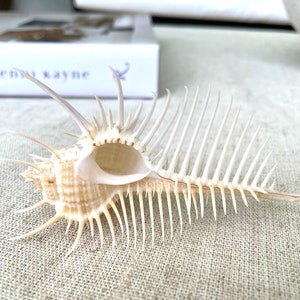 100% Real Large 1-6" You Pick Size Spikey Murex Pectin Venus Comb ...