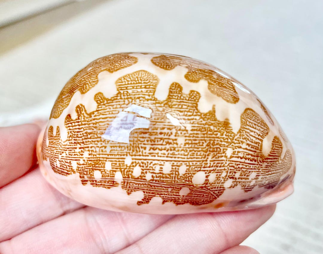 ANCIENT MAP COWRIE Shell 2.5-3" Polished Brown Pink Seashell Home Beach ...