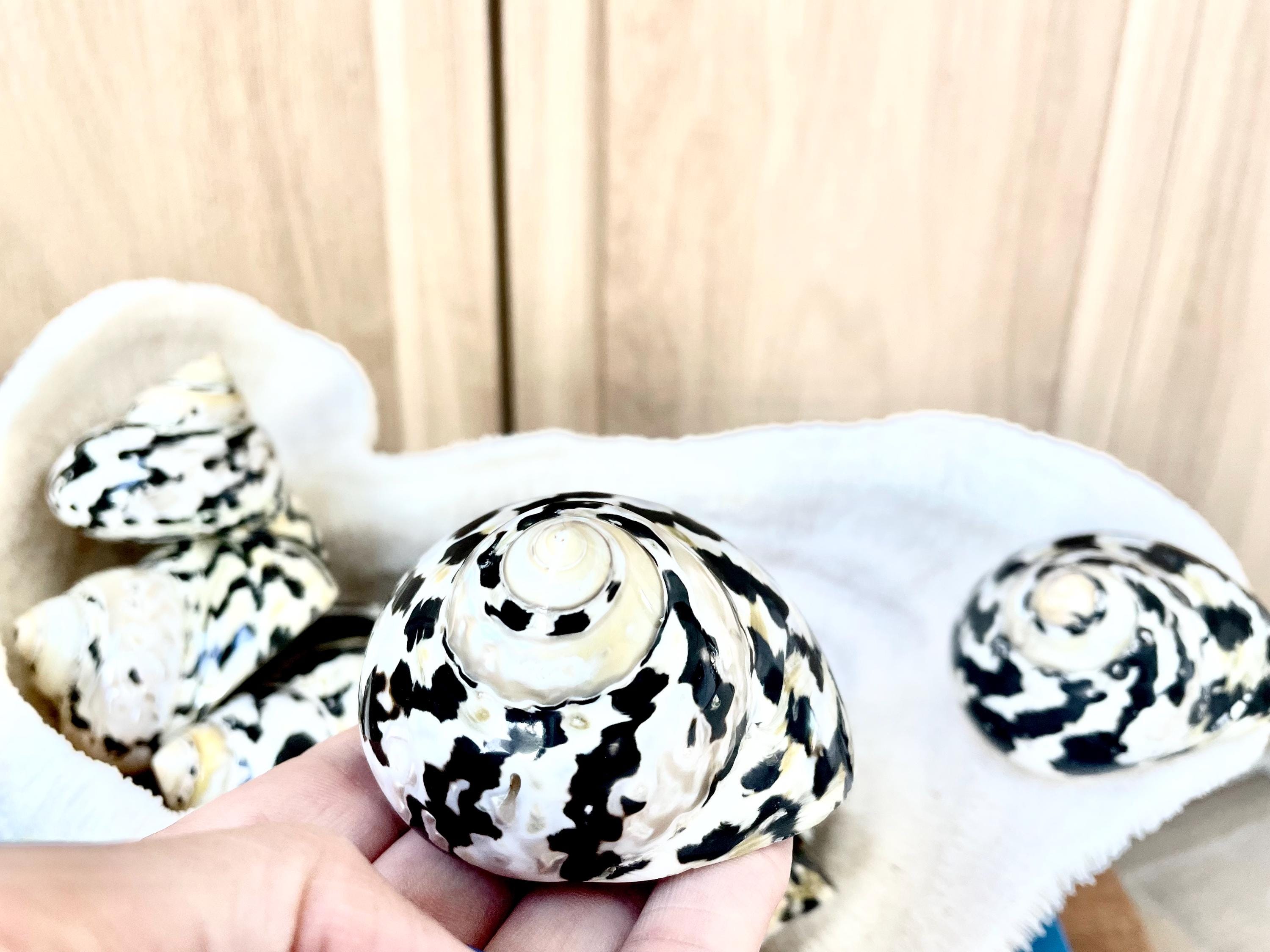 MAGPIE TURBO SHELLS *you Choose Size* Naturally Polished Black White ...