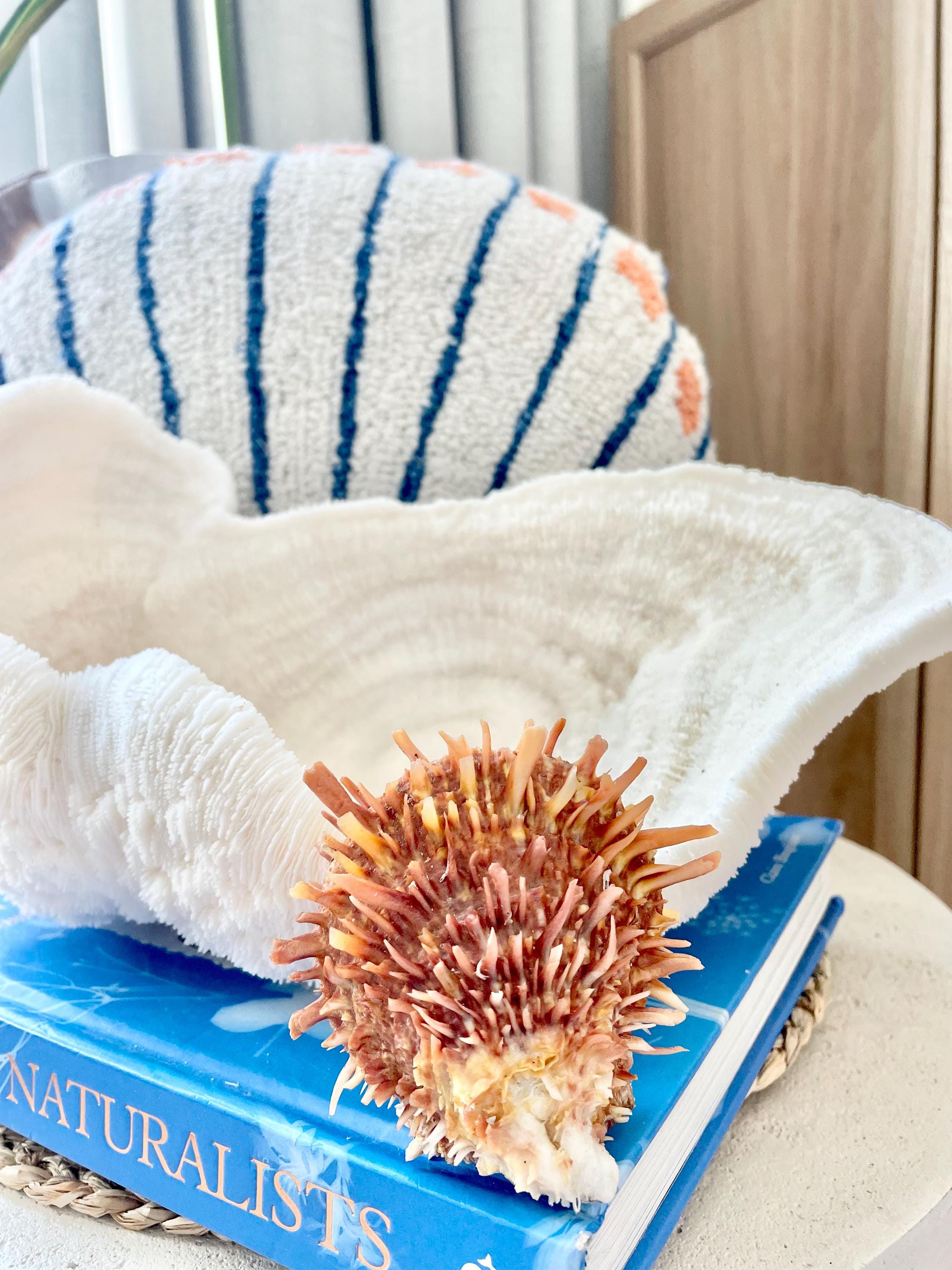 PACIFIC SPINY OYSTER Shells *all Sizes* Dark Orange Display Seashell - Etsy