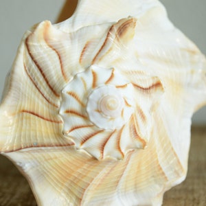 Lightning Whelk Conch Shell 3-13" Seashell -you Choose Size- Sea Shell ...