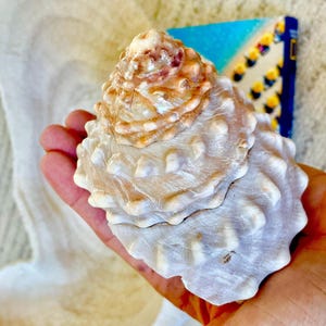 SanibelCoralandShell - Etsy Canada