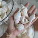 Mixed White Seashells Beach Wedding Decor Sea Shells Assorted Display ...