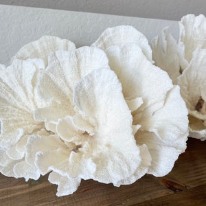 Genuine Sea POCA CORAL All Sizes 100% Real Ocean Reef Aquarium Coastal ...