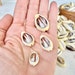 SLICED MONEY COWRY .5-1.25" *you Choose Quantity* Cowries Jewelry Craft ...