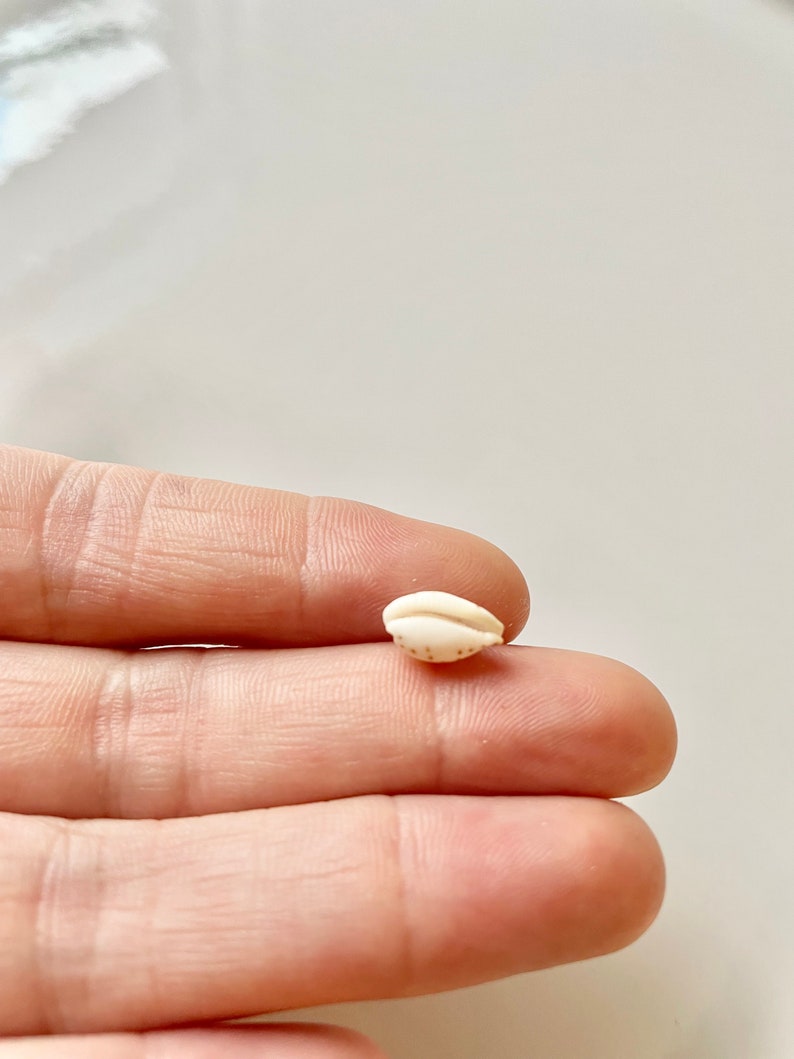 Rare Cypraea Punctata Spotted Cowrie Display Shell 10mm.13mm. - Etsy