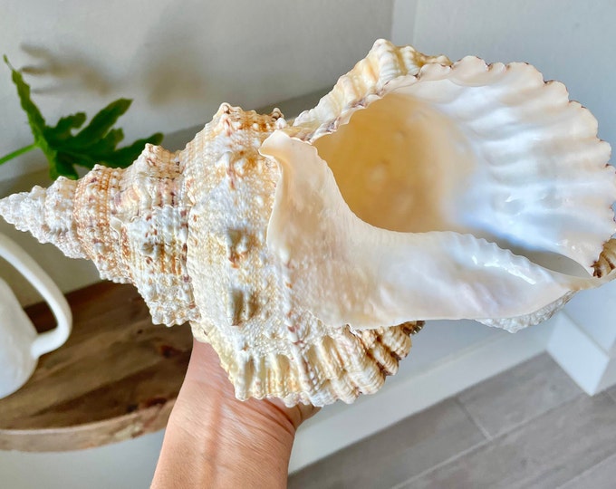 Large Sea Shells, Frog Shell, Large Shells, Specimen Seashells, Beach ...