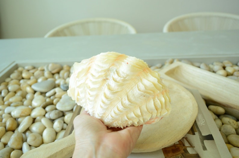 DERASA CLAM SHELLS Open Matching Pair *all Sizes* Natural Colored White ...