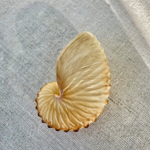BROWN PAPER NAUTILUS Shell 2.5-3" Large Display Seashell Beach Nautical ...