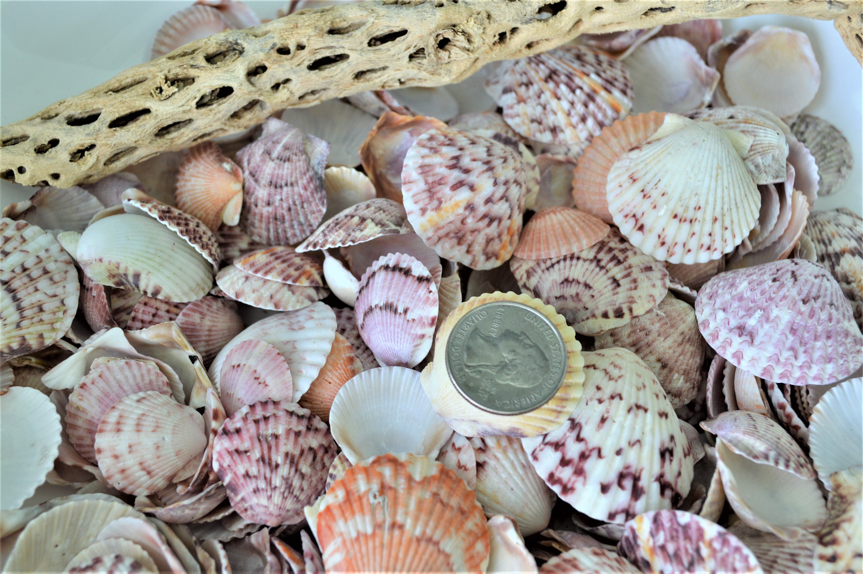 50-100pc. Colorful Calico Scallop Seashells Wedding Beach - Etsy