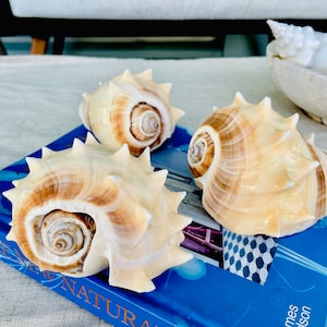 KING CROWN SHELLS *you Choose Color* 4-5" Natural Display Seashell ...