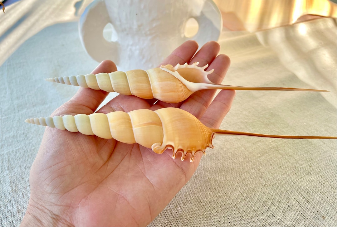 100% Real Shinbone Tibia Sea Shell Display Seashell 6-9" Coastal ...