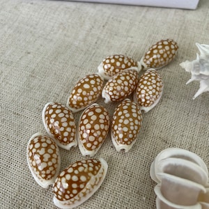 SIEVE COWRIE SHELL *all Sizes* Rare Brown White Spotted Cowry Display ...
