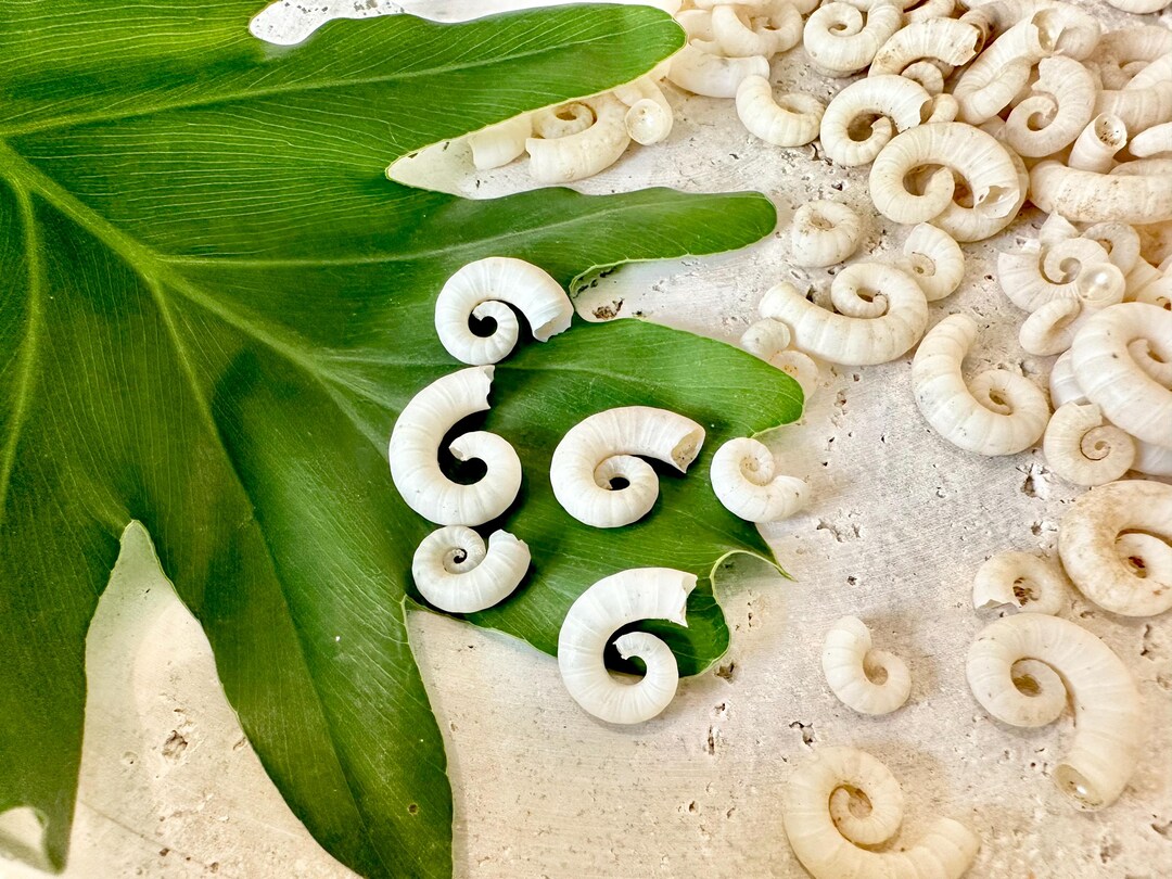 Spirula Spiral Ivory Pearl Shells .5-1 Beach Crafts Small Worm ...