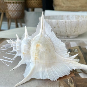 Alabaster Murex Shell 5-6" Natural Specimen Display Coastal Décor White ...