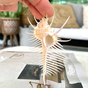 100% Real Large 1-6" You Pick Size Spikey Murex Pectin Venus Comb ...