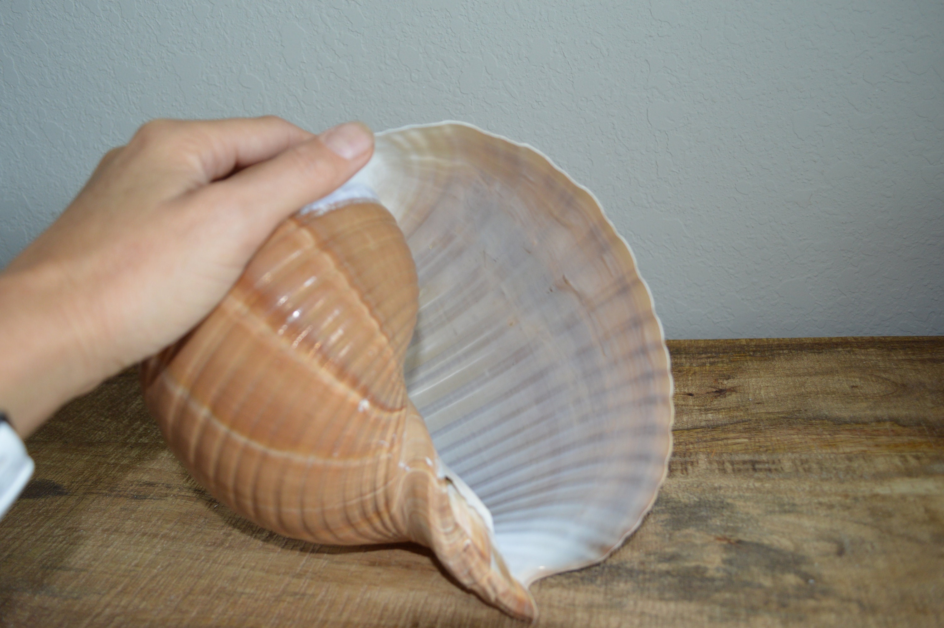 TONNA OLEARIUM SHELLS Huge *all Sizes* Natural Brown White Display Seashell Beach House Décor - Etsy