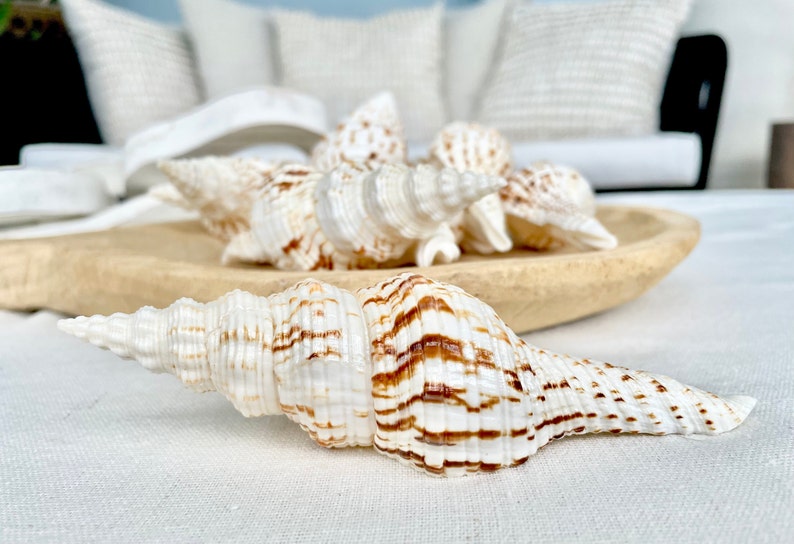 Spindle Conch Shells, Set of 3 *all Sizes* Brown White Coastal Home ...