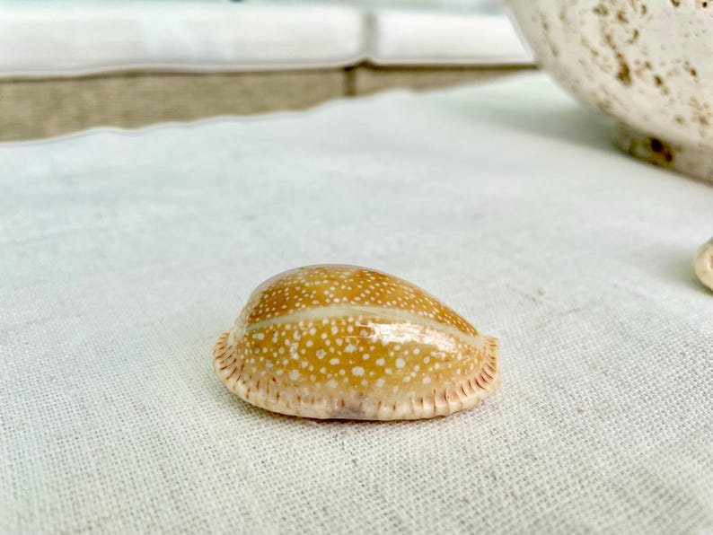 Polished Cowrie Shells 3/4"-2", Spotted Seashells for Crafts Jewelry - Etsy