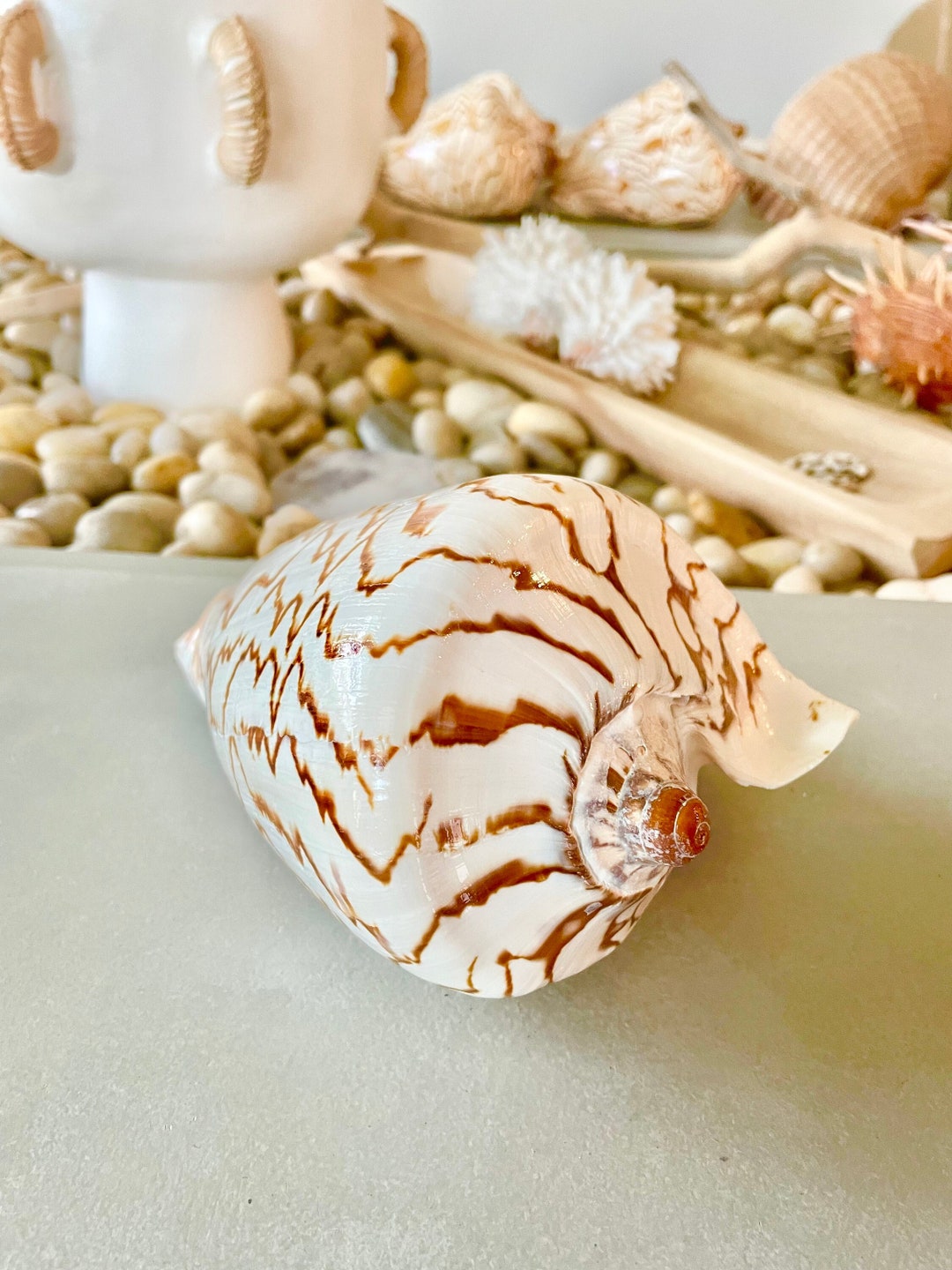 STRIPED NOBLE VOLUTE Shell *all Sizes* Natural Polished Beige Brown ...