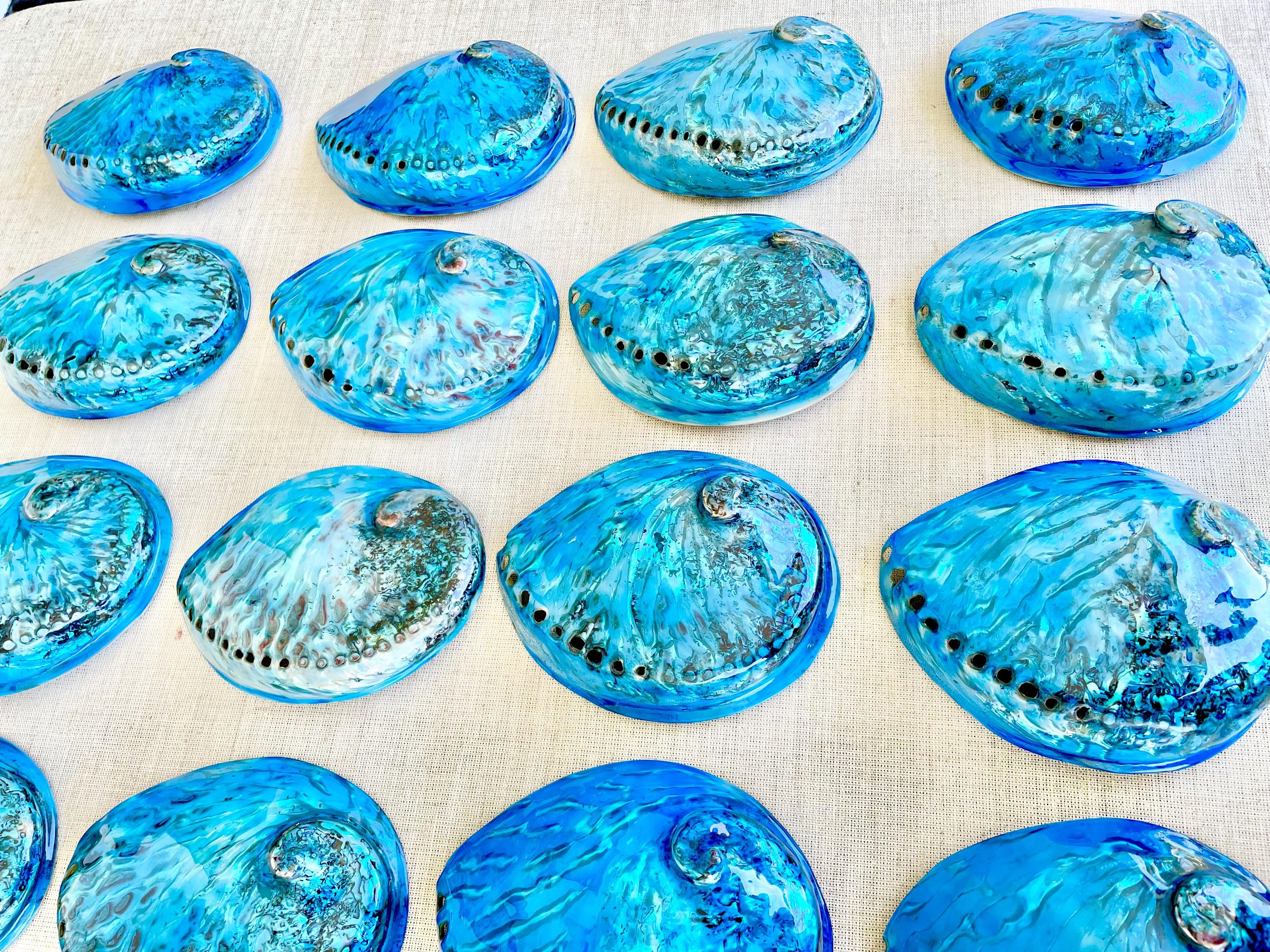 Blue Abalone Shell (5-6") High Gloss Polished Seashell Collectors ...