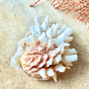 White Jewel Box Shells, 2.5-3.5" Paired Seashells, Spiny Clam Lazarius ...