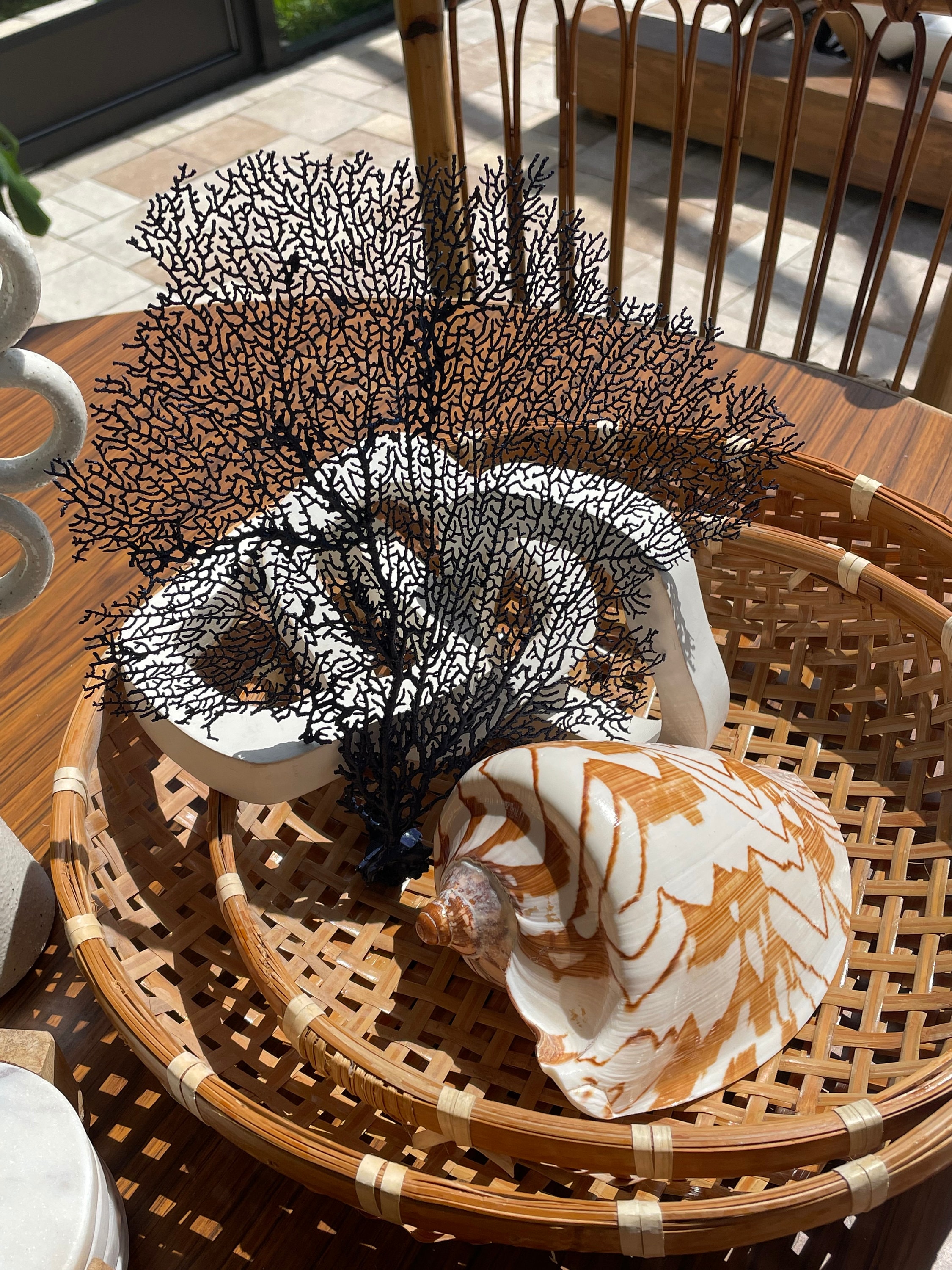 8-18 Navy Blue REAL Sea Fans Painted Ocean Reef Natural Beach - Etsy