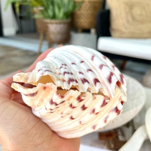 BEAR CLAW CLAM Shells 4-5" Paired Seashell Natural White Display ...