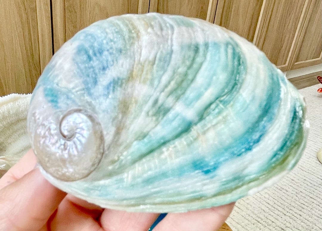 BLUE GREEN RAW Abalone Shells *all Sizes* Iridescent Silver Seashell ...