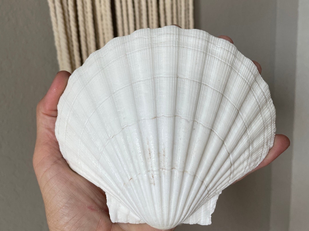 IRISH SCALLOP SEASHELLS 4-6" *you Choose Quantity* Beach Wedding Décor ...