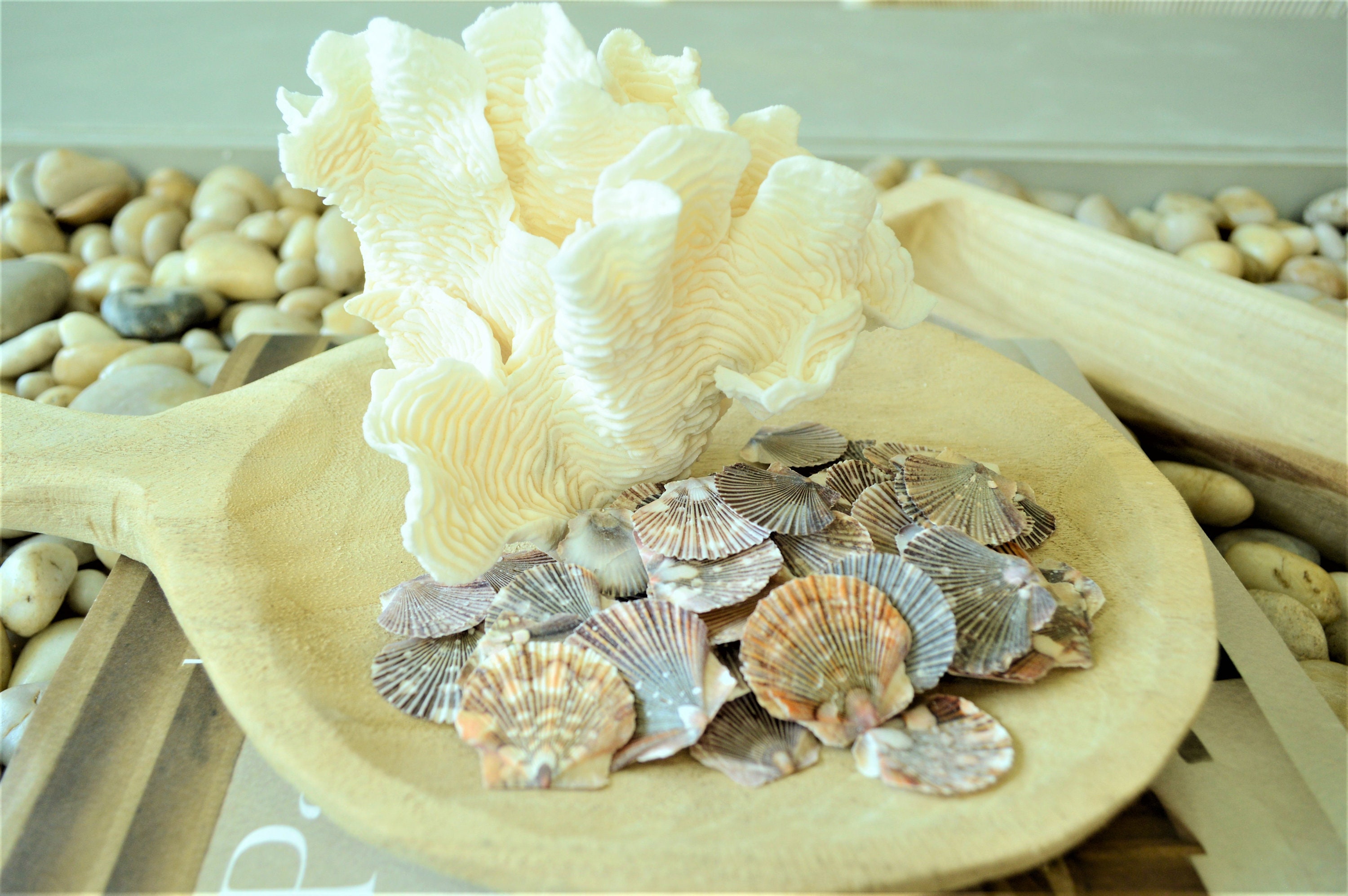 BABY FLAT SCALLOP Shells *bulk 2.2 Lbs. Hundreds* Natural Colorful 1-2 ...