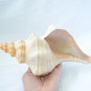 Large 11 1/4" Florida Beach Found Triplofusus Giganteus HORSE CONCH ...