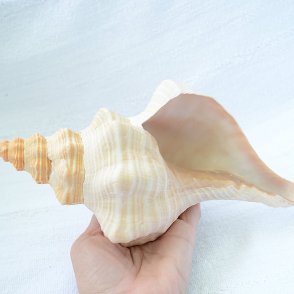 Horse Conchs Sea Shells - Etsy